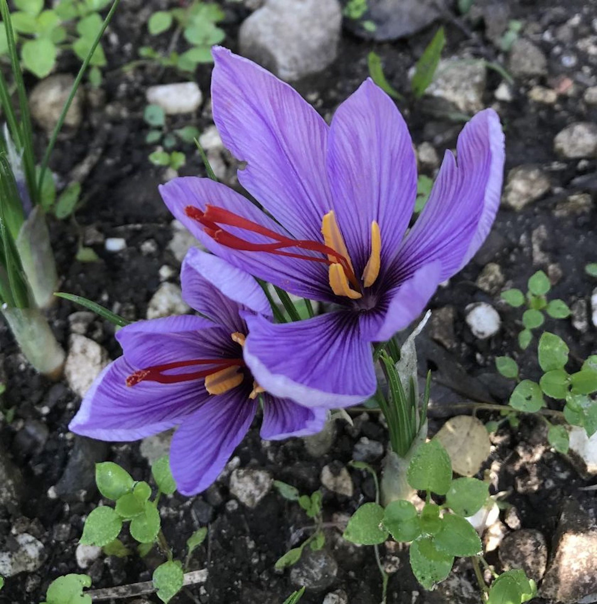 Žafran Tolmin - Uživaj lokalno